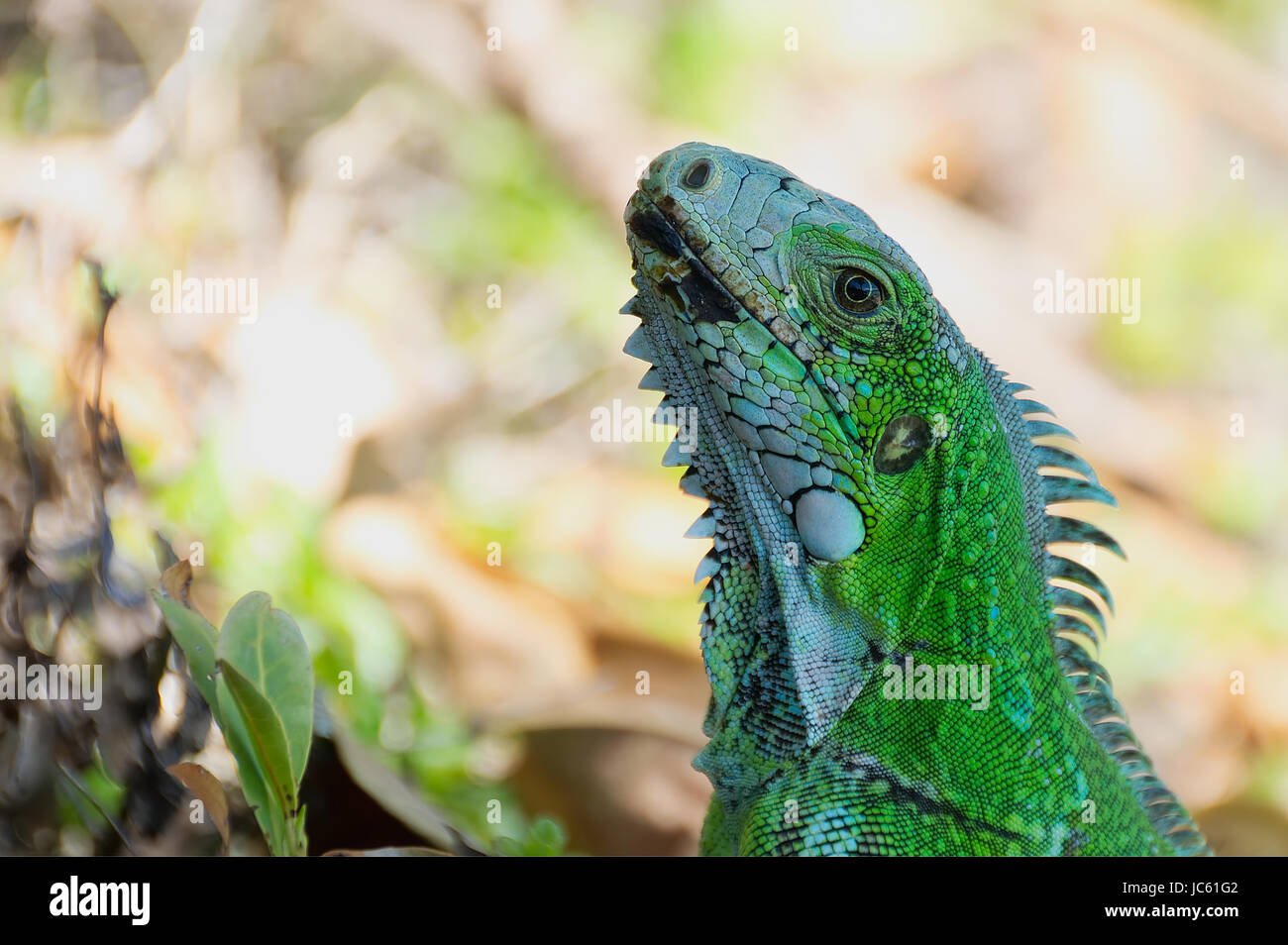 Green iguana tail hi-res stock photography and images - Alamy