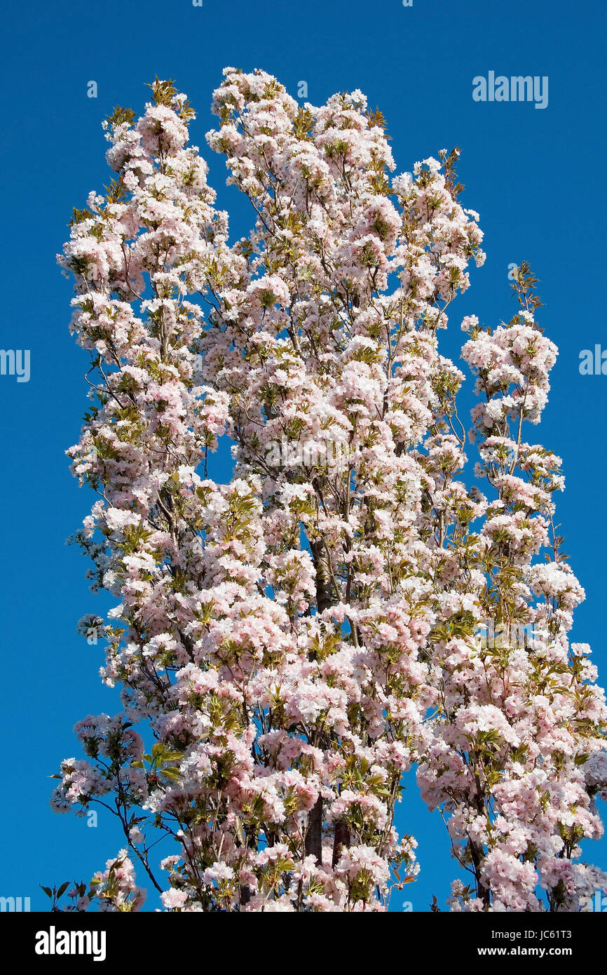 Prunus Sargentii Stock Photos & Prunus Sargentii Stock Images - Alamy