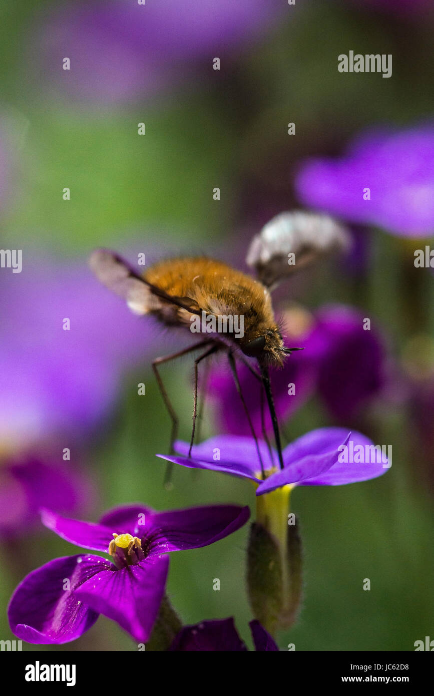 Yellow fly bombylius hi-res stock photography and images - Alamy