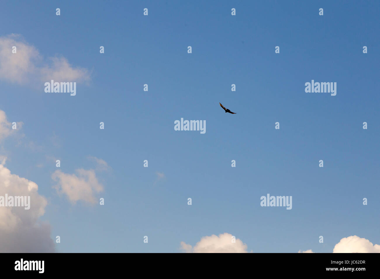 Eagle flying Trinidad, Cuba Stock Photo - Alamy