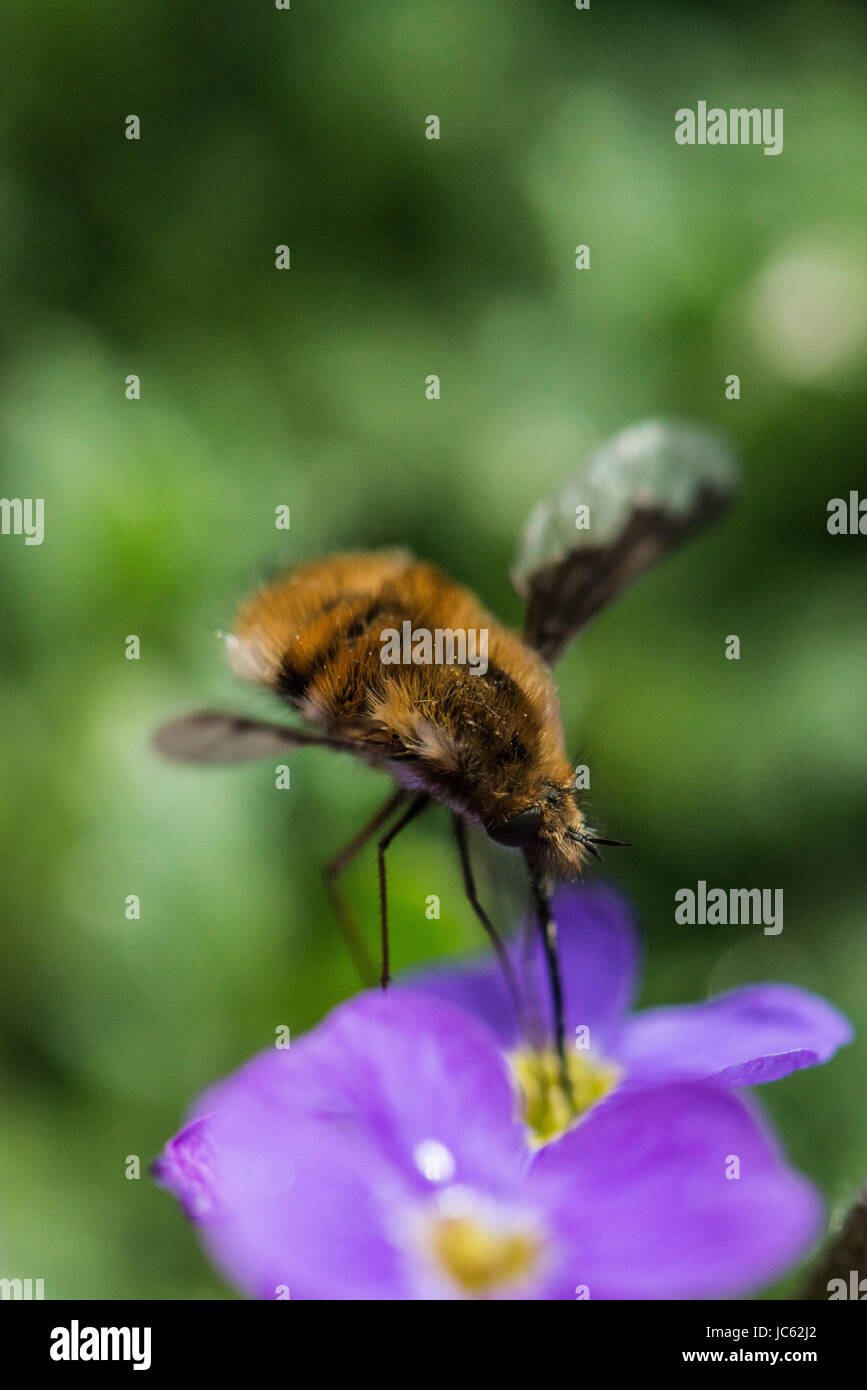 A Large Bee-fly (Bombylius major) on an aubrieta flower Stock Photo - Alamy