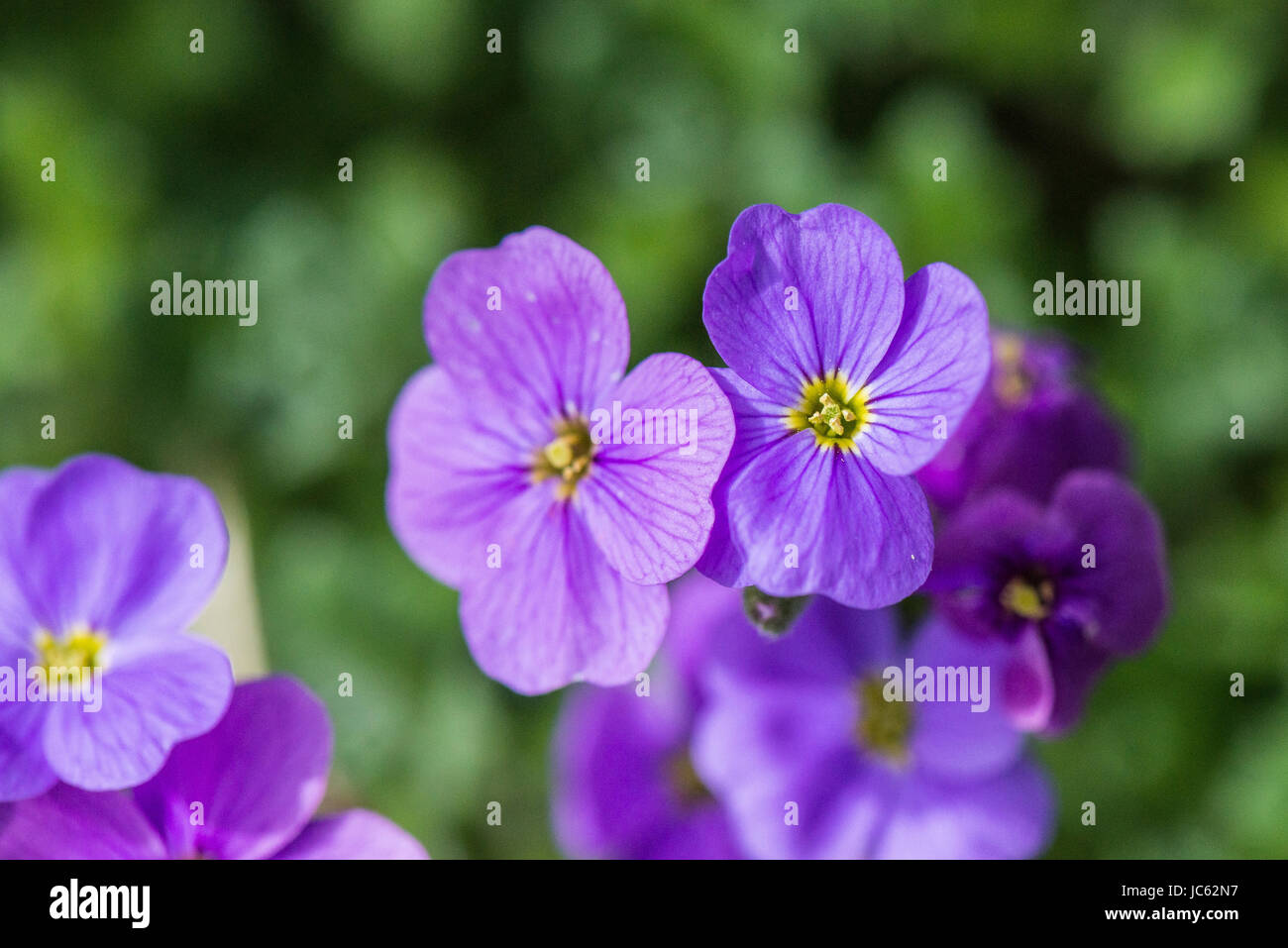 An aubrieta flower Stock Photo - Alamy