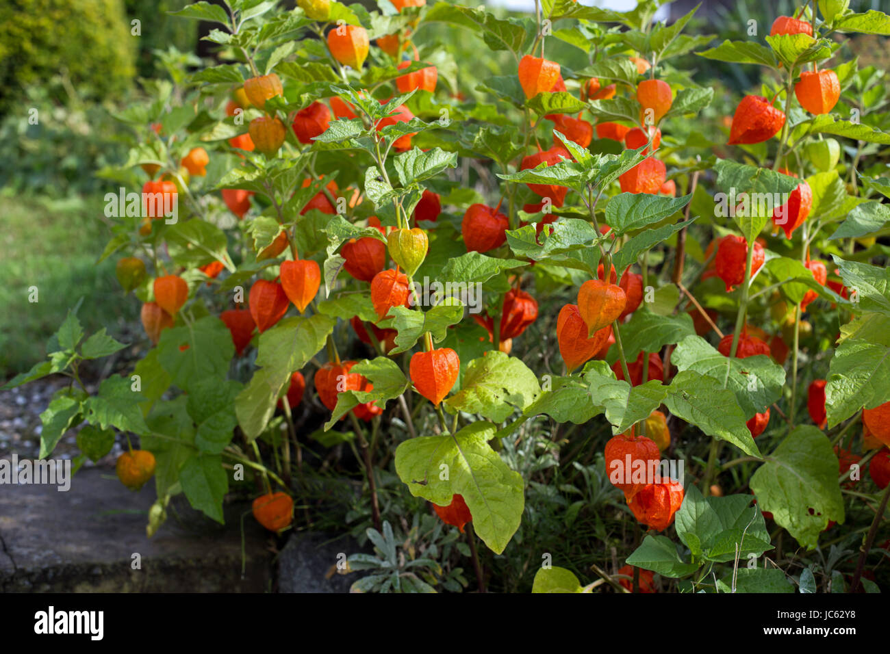 lampionblume (physalis alkekengi Stock Photo - Alamy