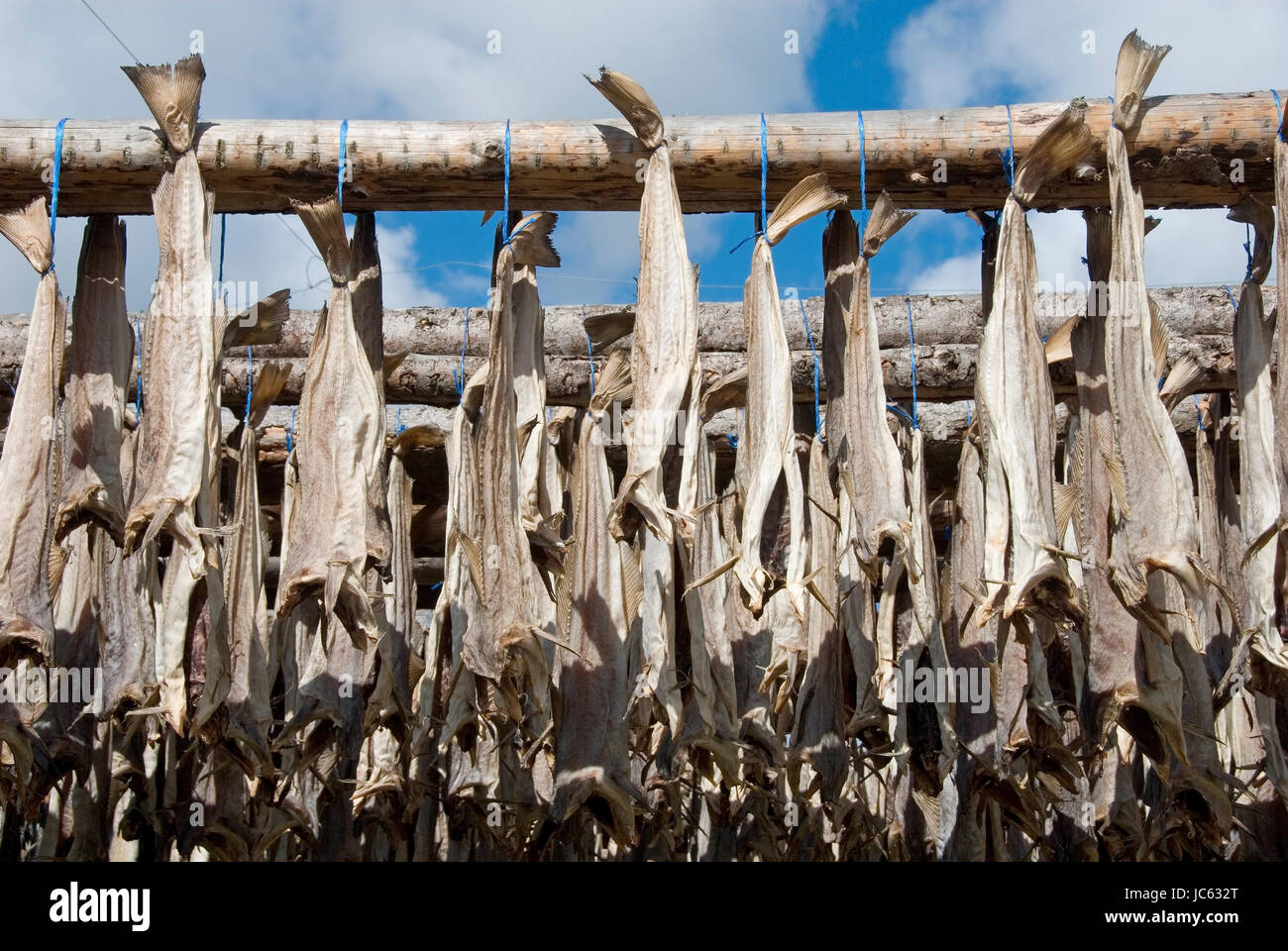 Europe, Iceland, Iceland, Saudarkrokur, stockfish, dry fish, Europa ...