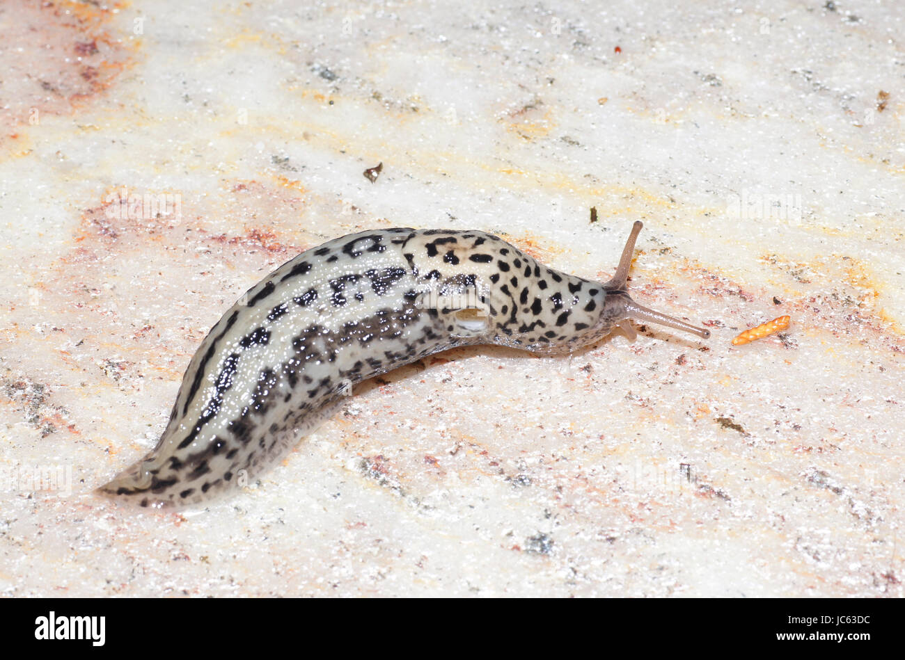 Mantelschild hi-res stock photography and images - Alamy