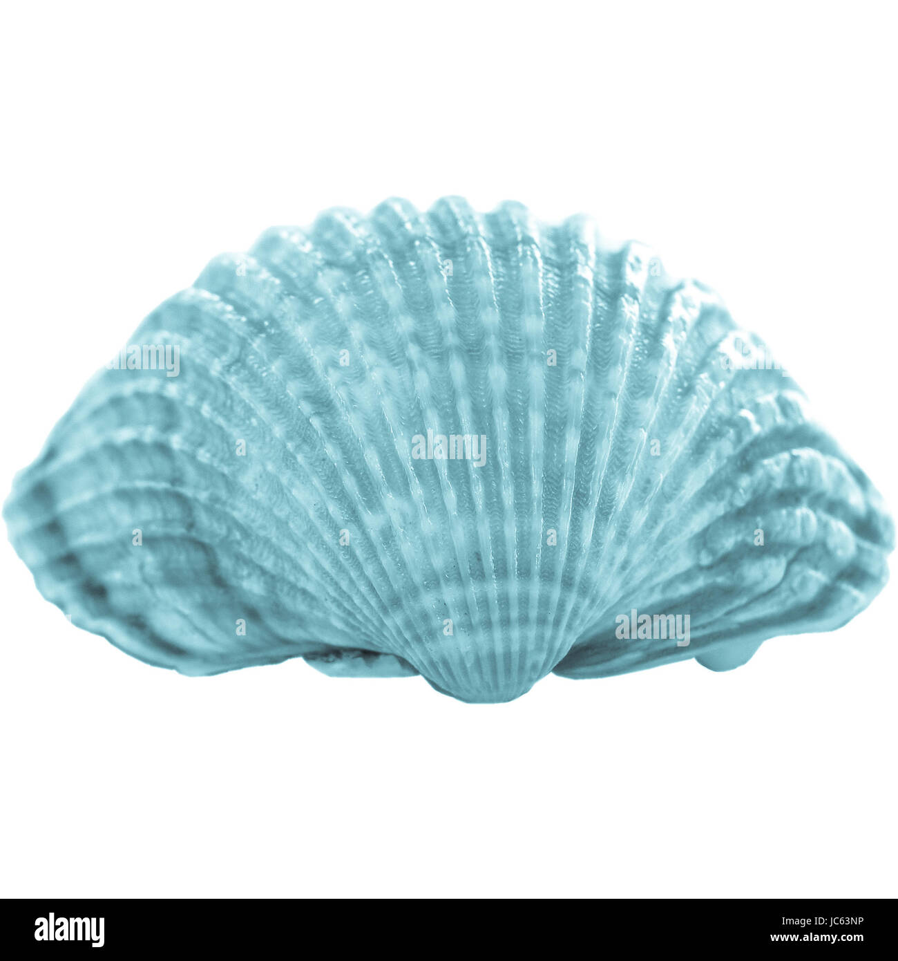 Isolated sea shell over white background picture - cool cyanotype Stock ...