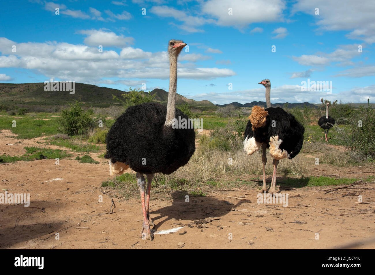 Ostrich, bird's Ostrich, Oudtshoorn, western cape, South Africa ...