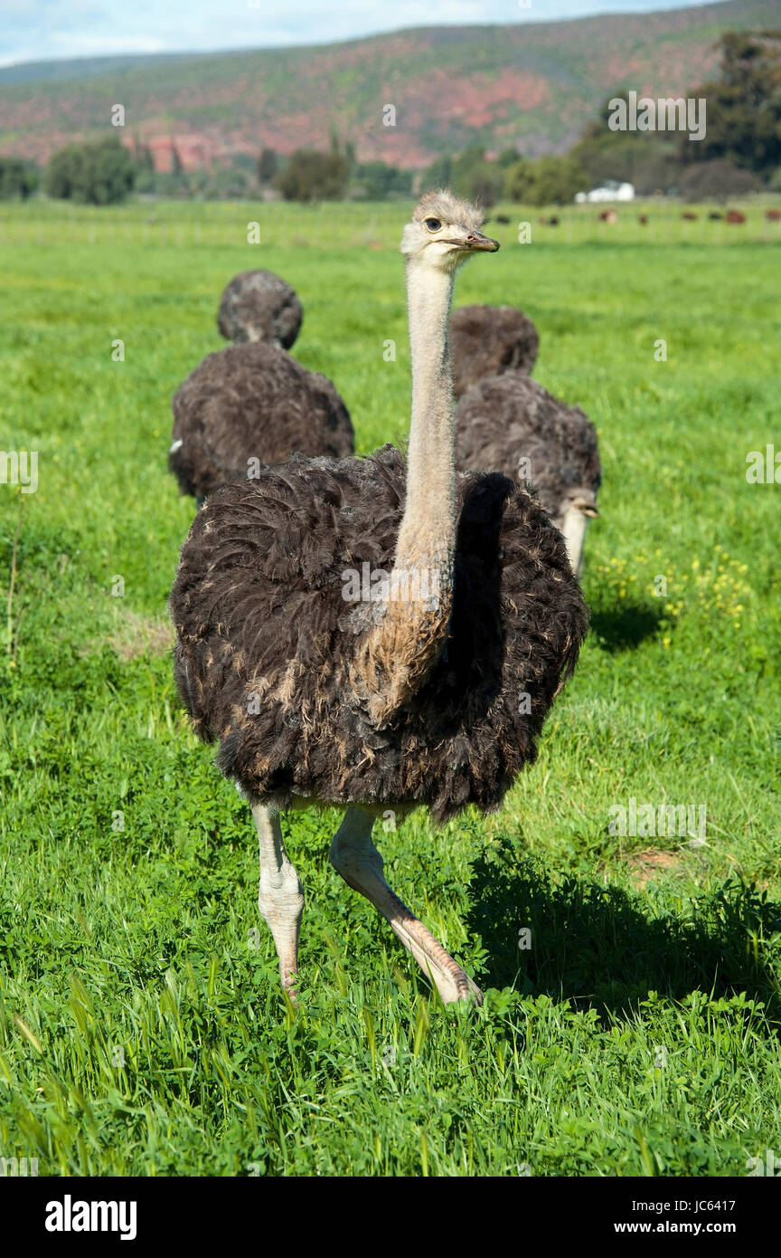 Ostrich, bird's Ostrich, Oudtshoorn, western cape, South Africa ...