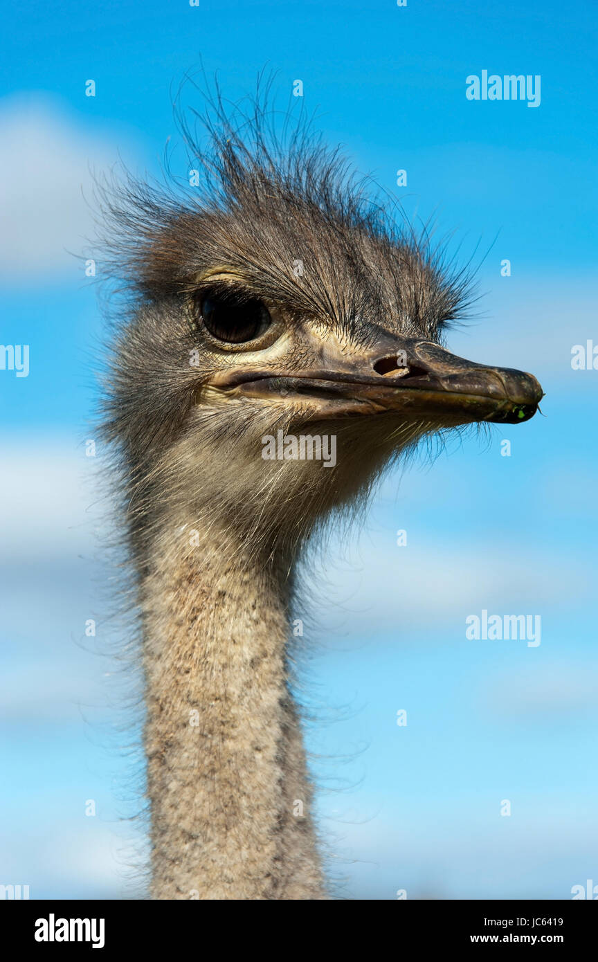 Ostrich, bird's Ostrich, Oudtshoorn, western cape, South Africa ...