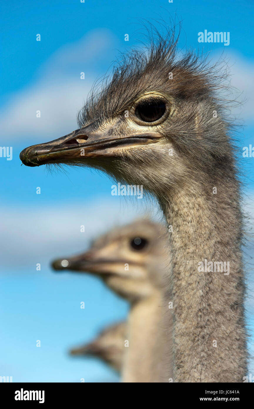 Ostrich, bird's Ostrich, Oudtshoorn, western cape, South Africa ...