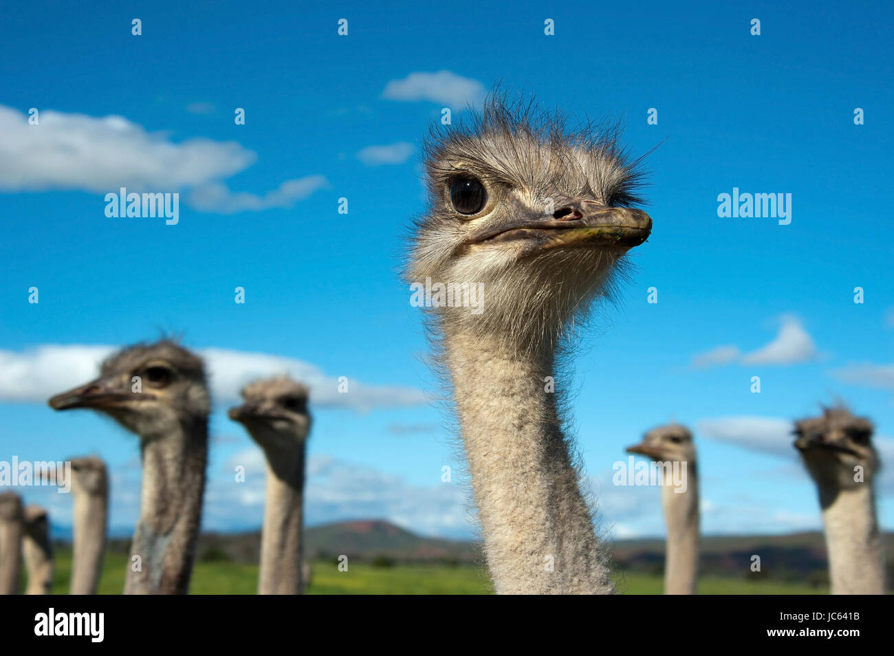 Ostrich, bird's Ostrich, Oudtshoorn, western cape, South Africa ...