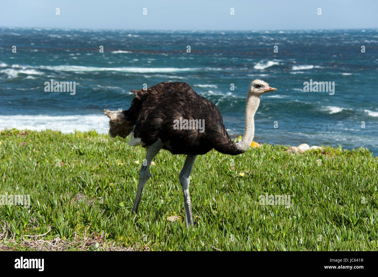 Vogel vogelstrauss hi-res stock photography and images - Alamy