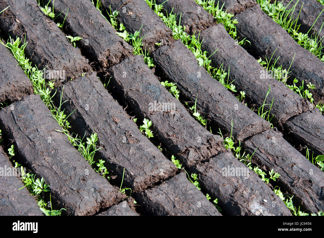 Peat dismantling, Wilhelmsfehn, Wiesmoor, circle Aurich, Lower Saxony ...