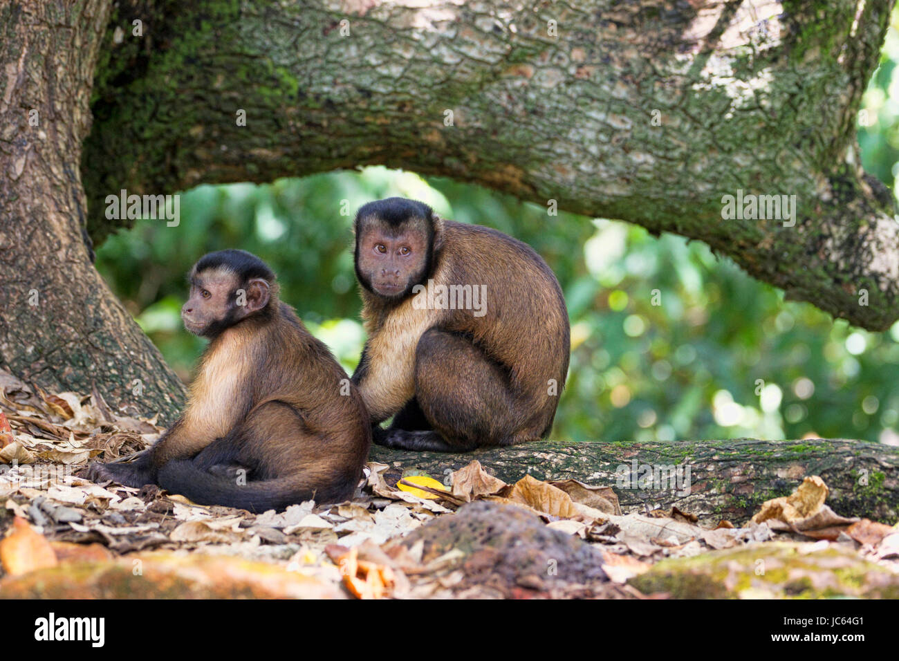 Devil’s island, french guiana hi-res stock photography and images - Alamy