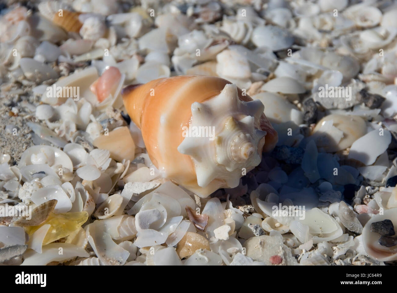 Cuba, the Caribbean, Varadero, mussels on the beach, Kuba, Karibik ...