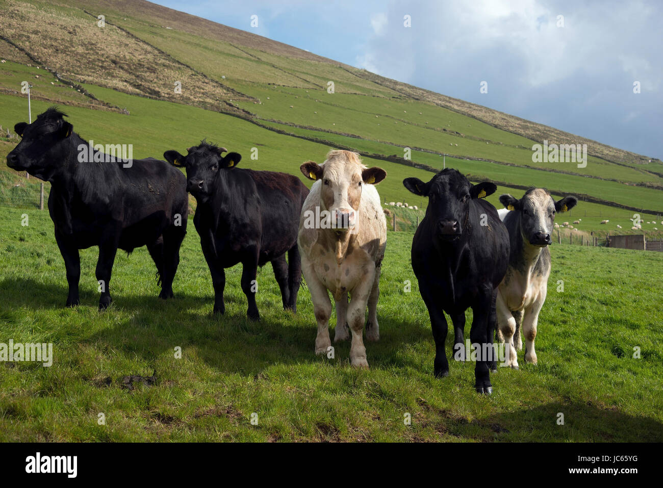 Cow, Dunquin, Dingle Peninsula, Irishman's country, Great Britain ...