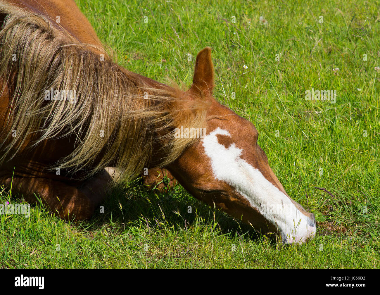 A close up of a beautiful playful young foal with head and mane as it ...