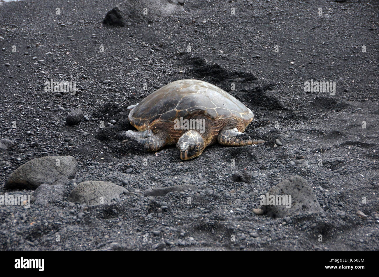 The sea tortoises (Cheloniidae) show in the narrower sense a family ...