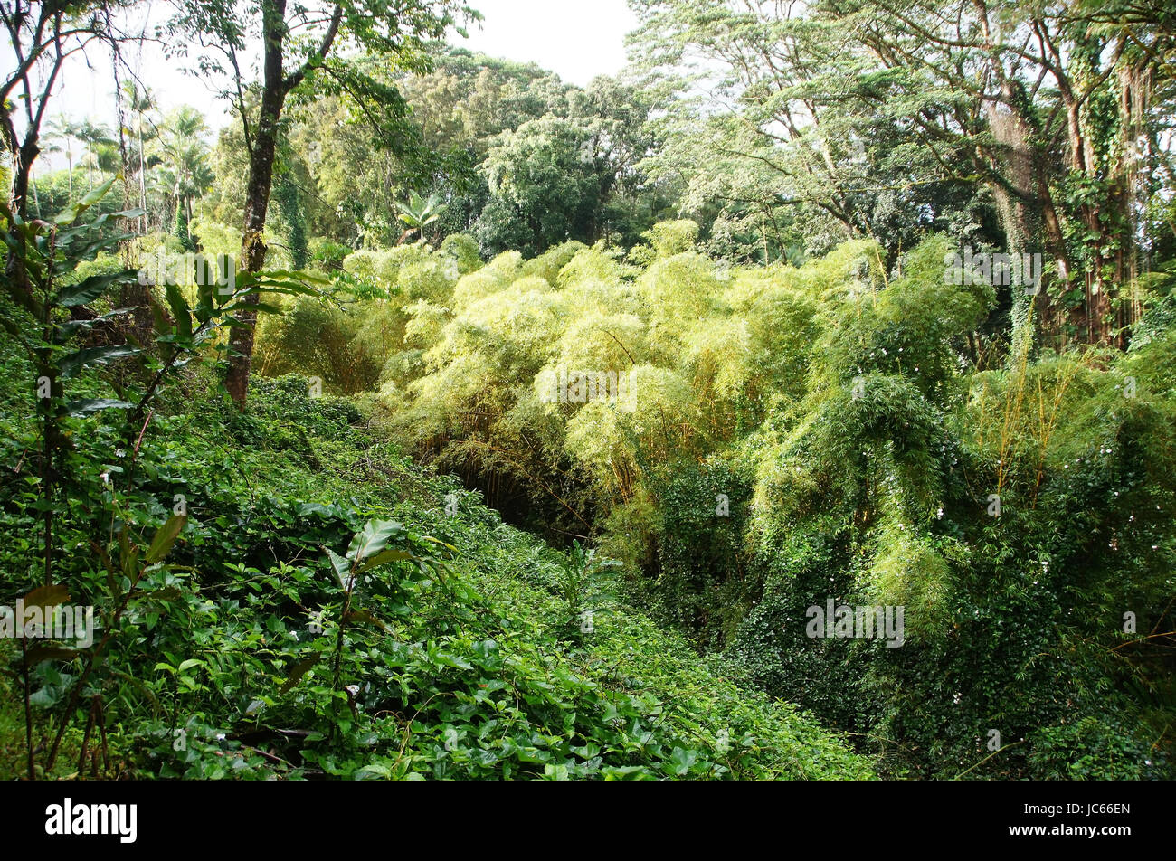 Hawaii is an island chain in the Pacific Ocean and since 1959 the 50th ...
