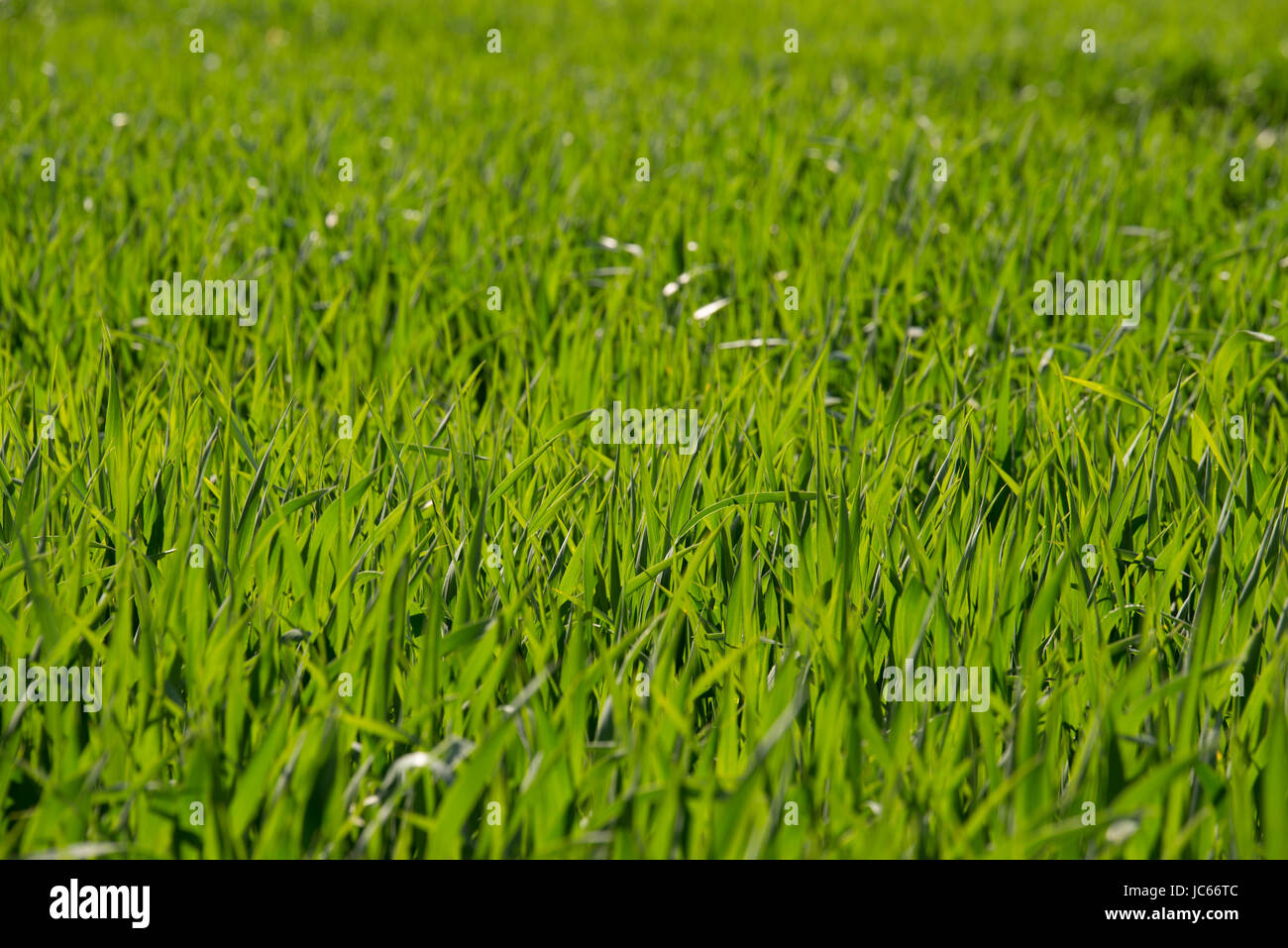 Close up grass shot texture Stock Photo - Alamy