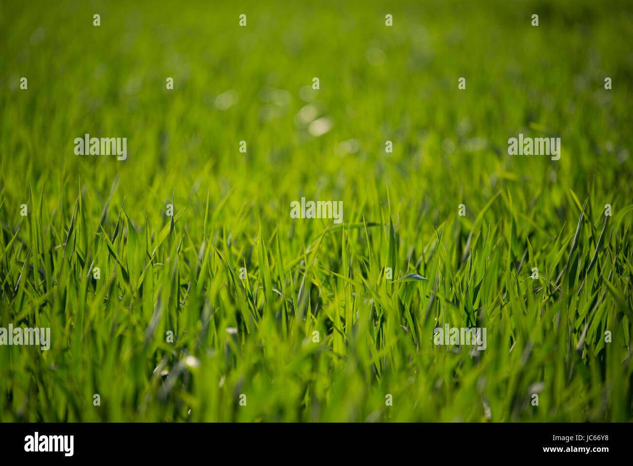 Close up grass hi-res stock photography and images - Alamy