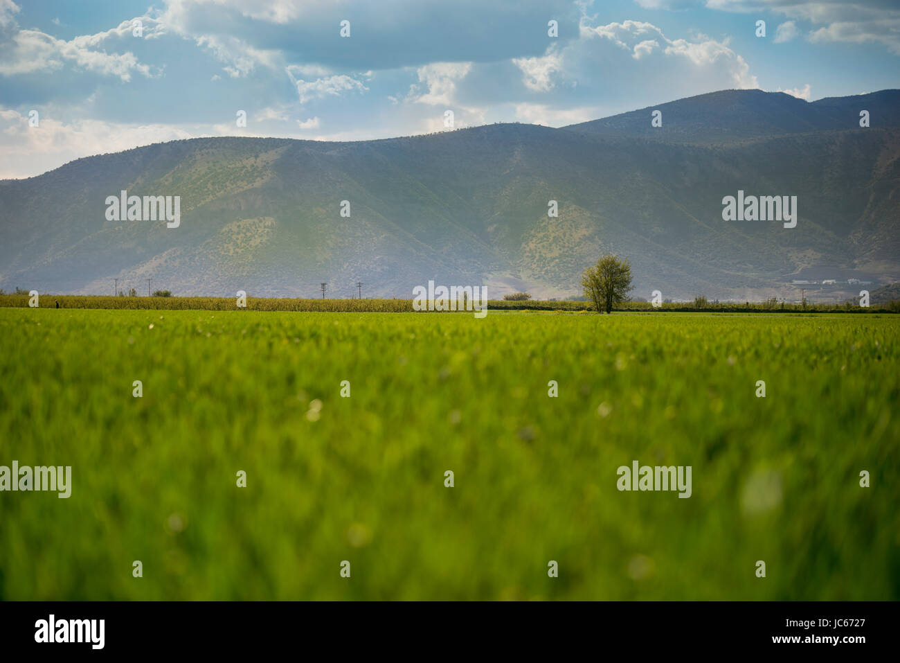 Mountains and single tree on the edge of a farm Stock Photo - Alamy