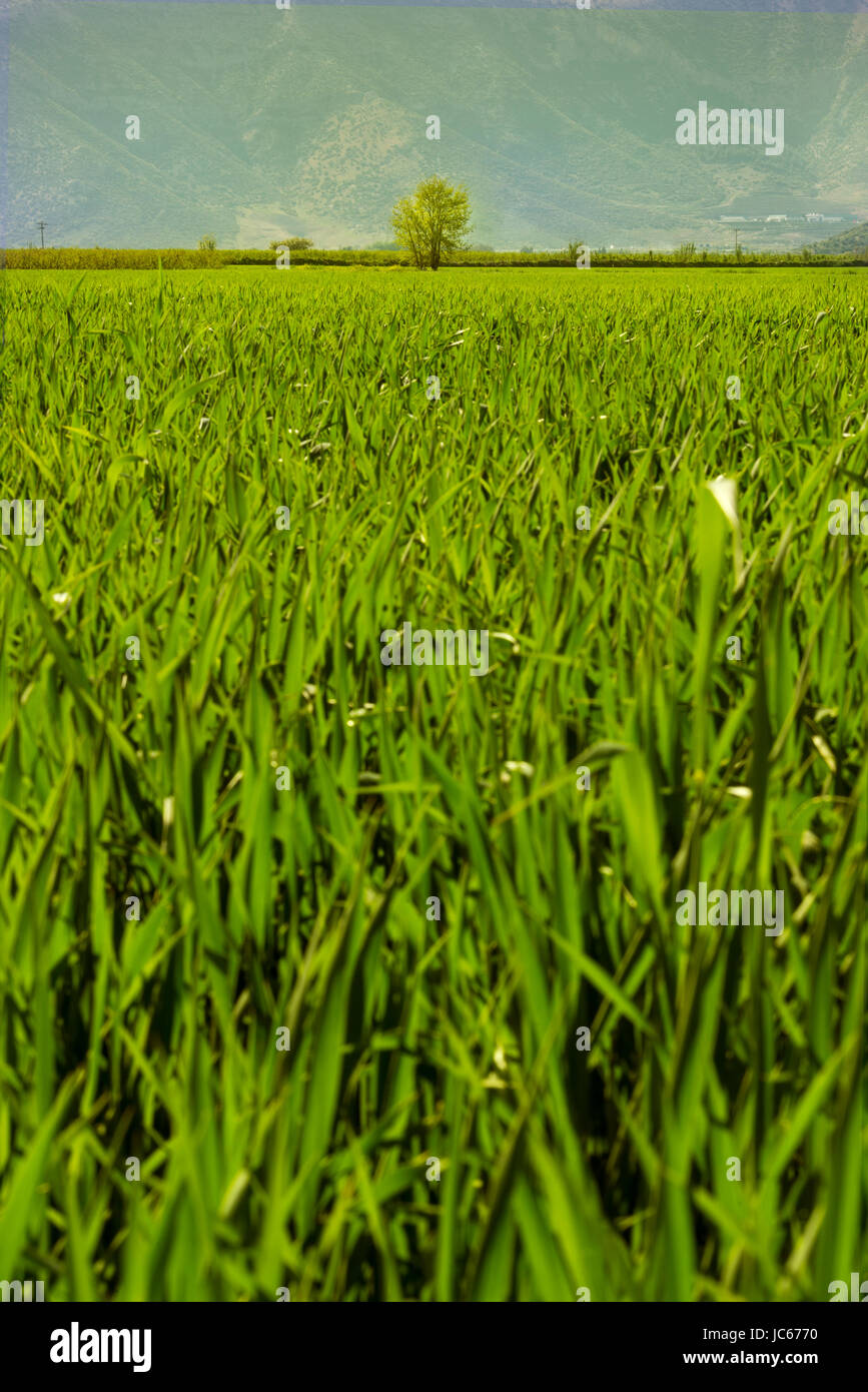 Mountains and single tree on the edge of a farm Stock Photo - Alamy