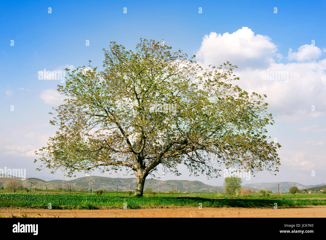 Single tree in a farm, crops and a cloudy blue sky Stock Photo - Alamy