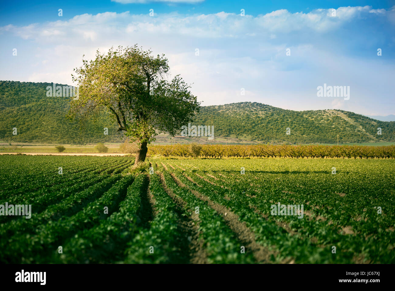Single tree in a farm, crops and a cloudy blue sky Stock Photo - Alamy