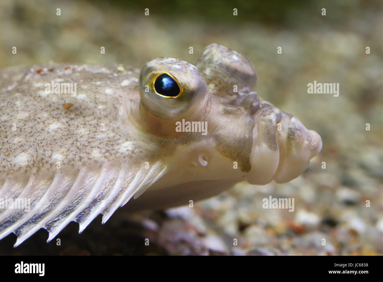 Flat fish metamorphosis hi-res stock photography and images - Alamy