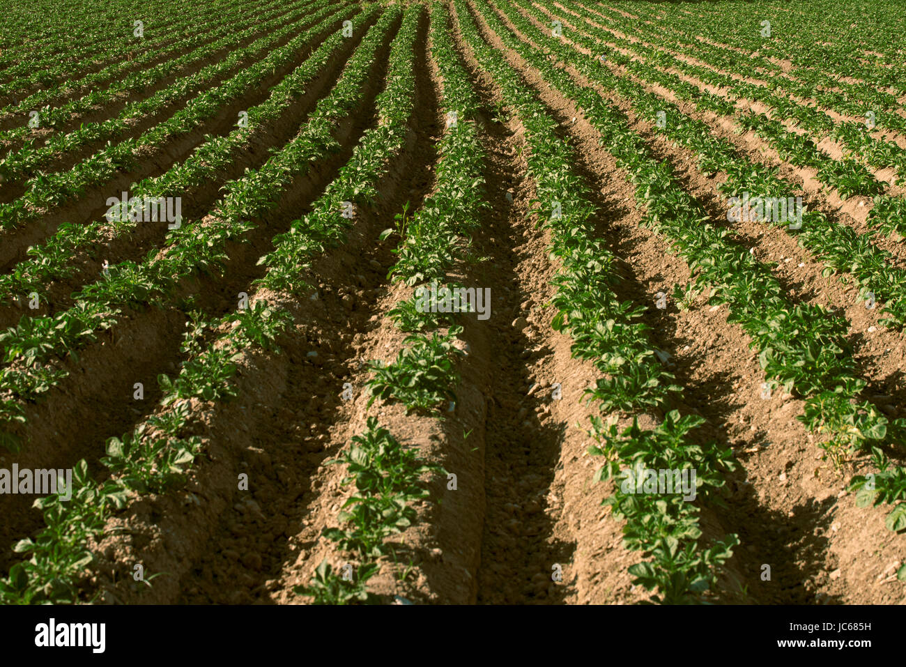Farm and crops perspective view scene Stock Photo - Alamy