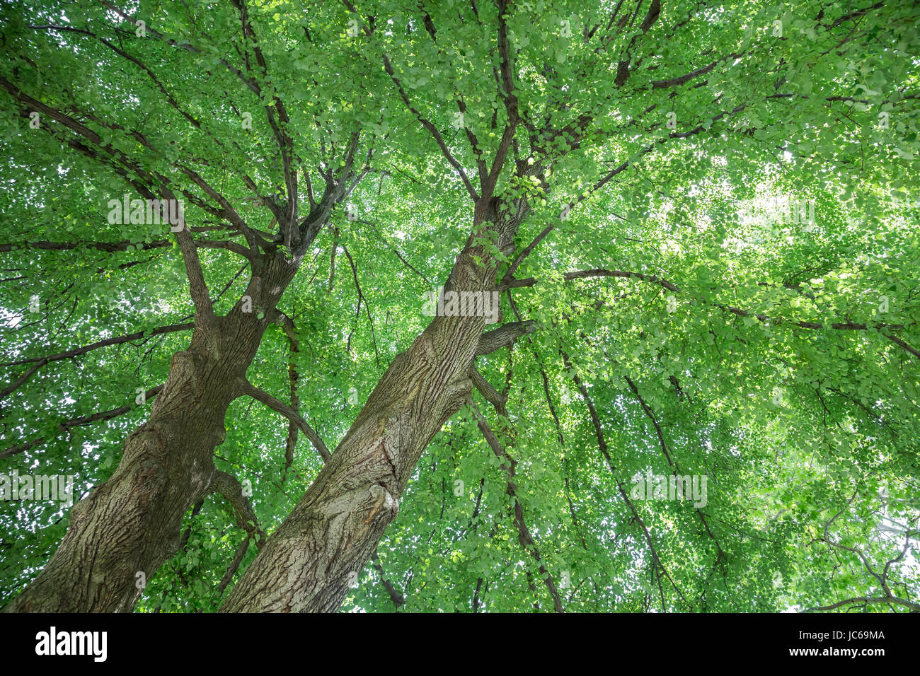 Looking Up Large Trunk To Canopy Of Leaves High Resolution Stock ...