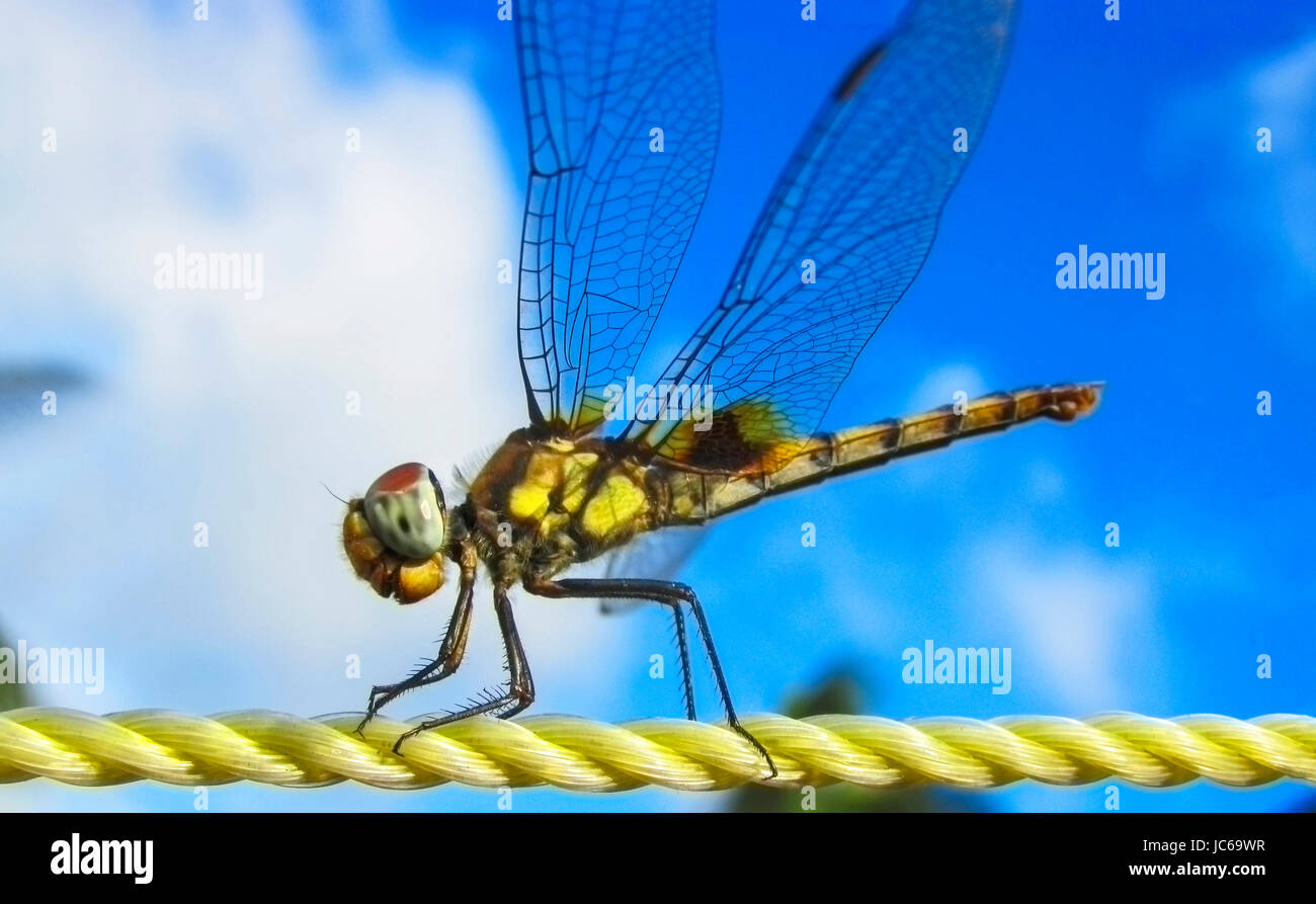 dragonfly-plastic rope-sky- background Stock Photo - Alamy