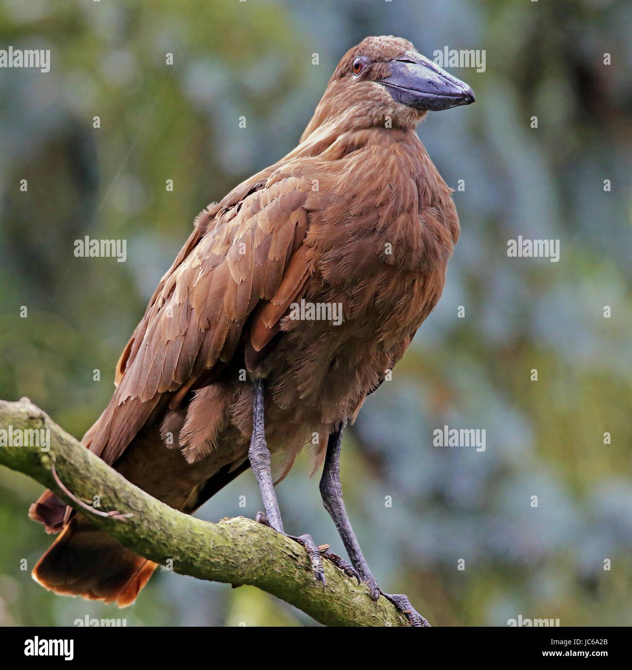 hammerhead or shadow bird scopus umbretta Stock Photo - Alamy