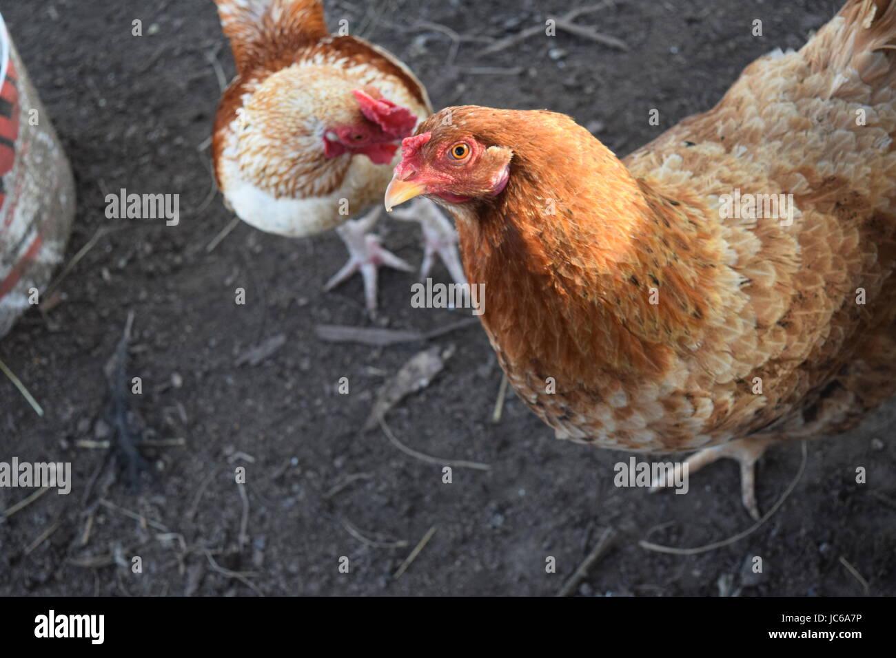 Dinosaur production hi-res stock photography and images - Alamy