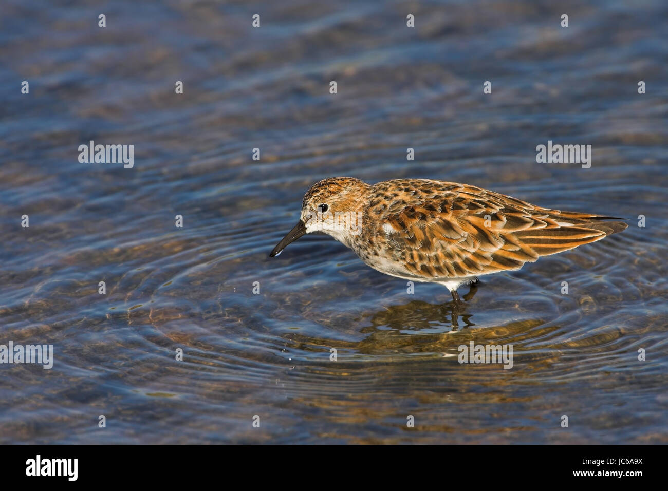 Midget sandpiper, Little Stint, Calidris minuta, B ? ? casseau minute ...