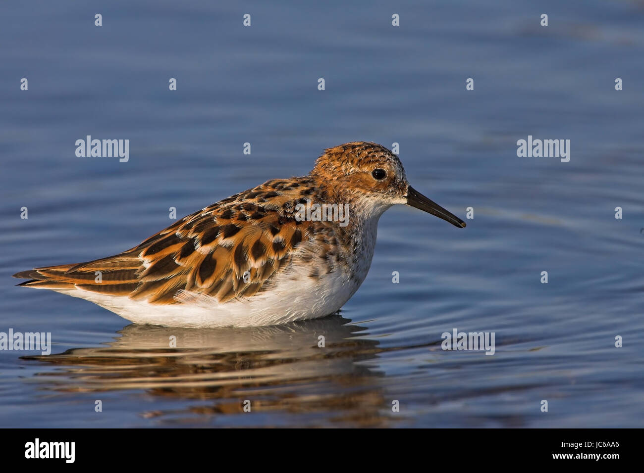Midget sandpiper, Little Stint, Calidris minuta, B ? ? casseau minute ...