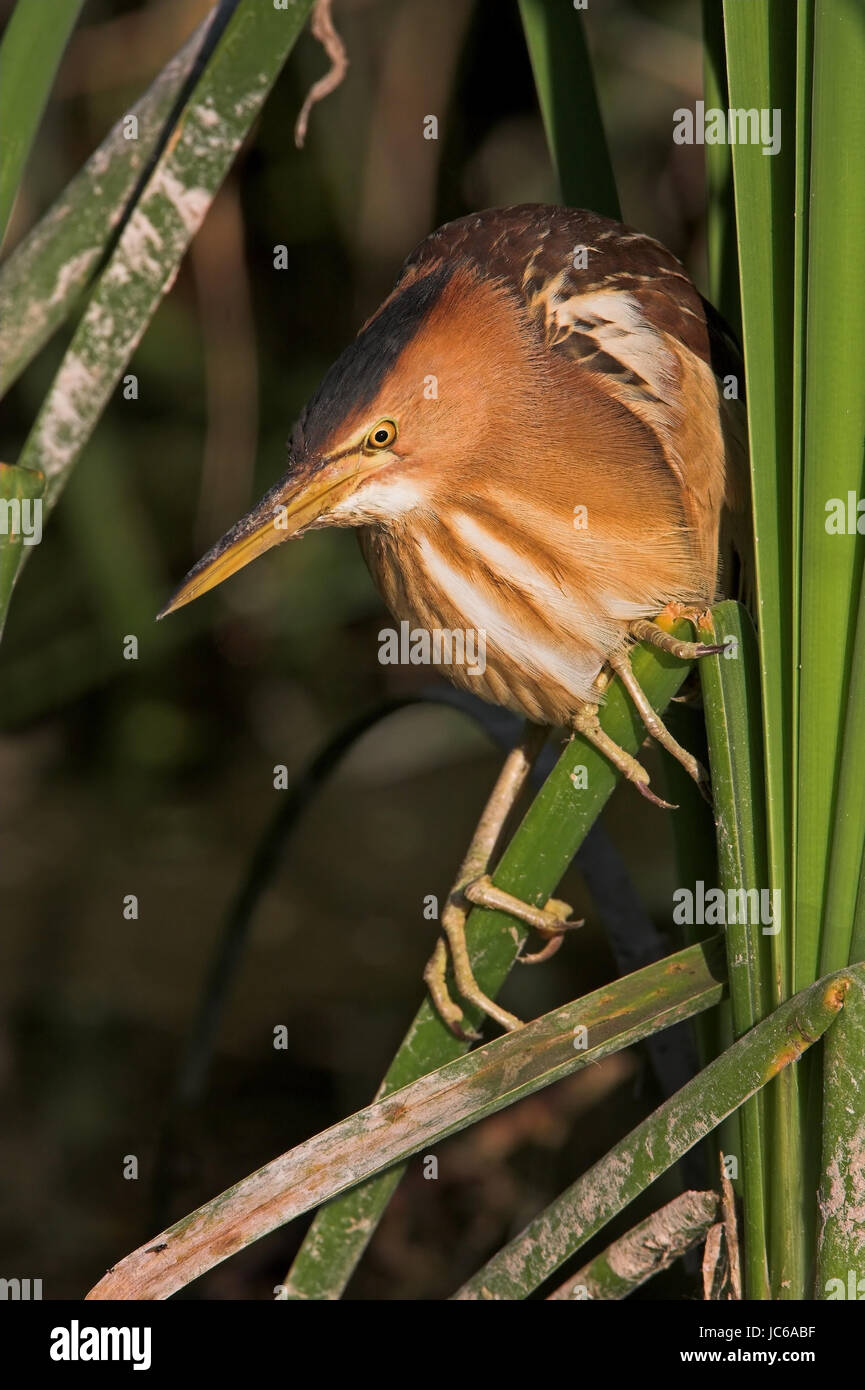 little bittern, common little bittern, Ixobrychus minutus, a wading ...