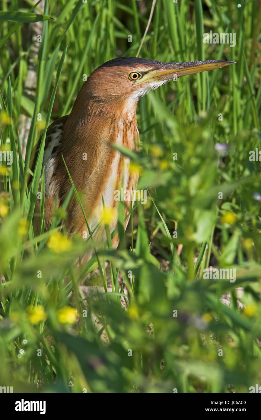 little bittern, common little bittern, Ixobrychus minutus, a wading ...