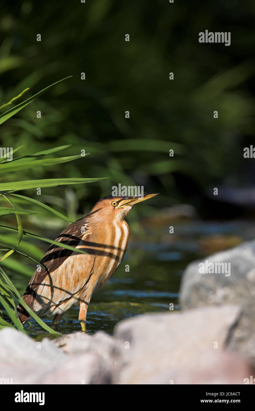 little bittern, common little bittern, Ixobrychus minutus, a wading ...