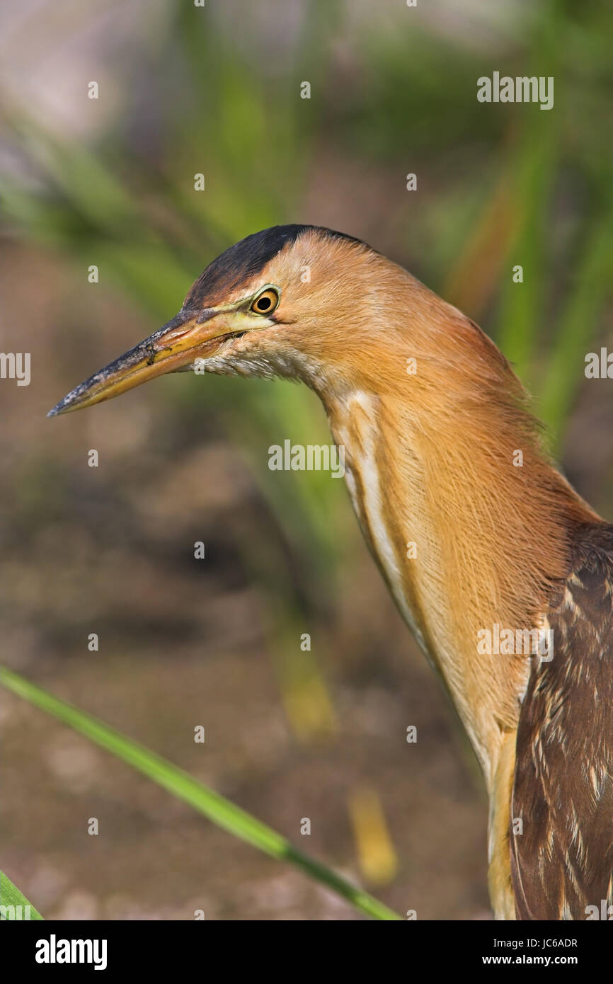 little bittern, common little bittern, Ixobrychus minutus, a wading ...