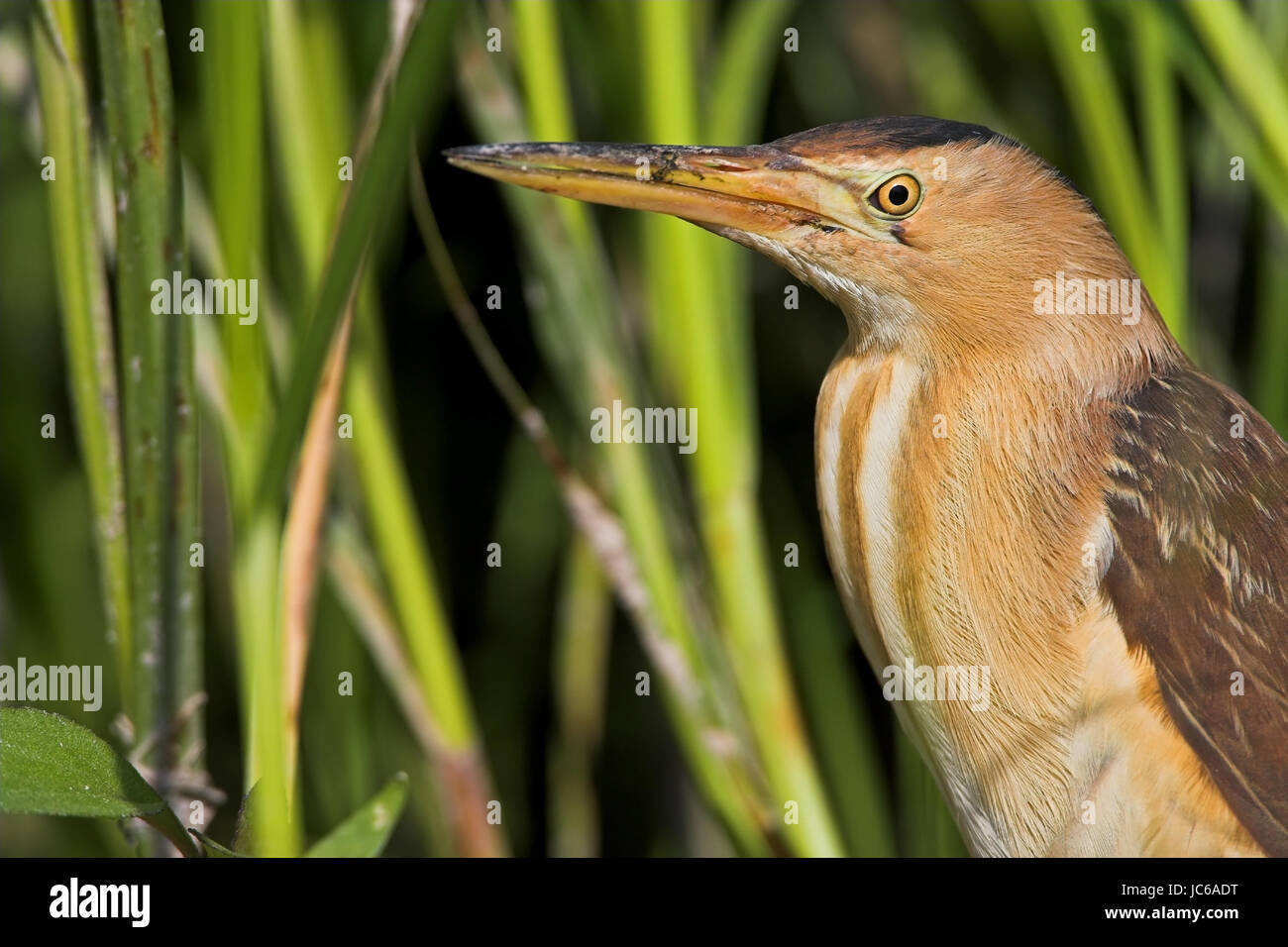 little bittern, common little bittern, Ixobrychus minutus, a wading ...