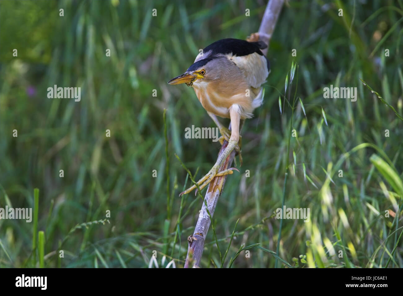 little bittern, common little bittern, Ixobrychus minutus, a wading ...