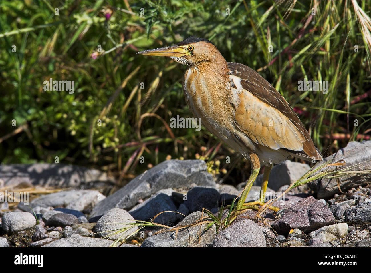little bittern, common little bittern, Ixobrychus minutus, a wading ...
