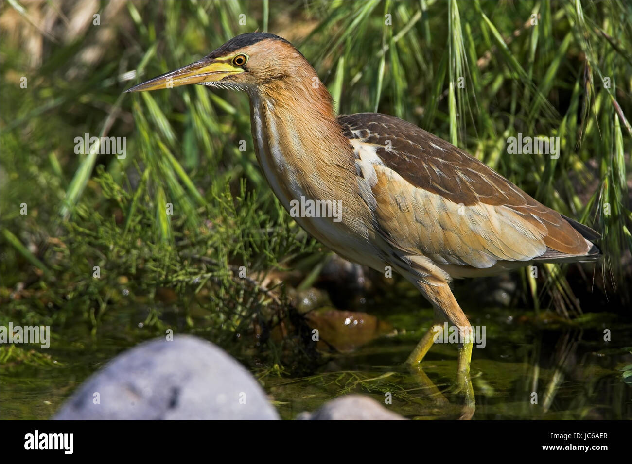 little bittern, common little bittern, Ixobrychus minutus, a wading ...