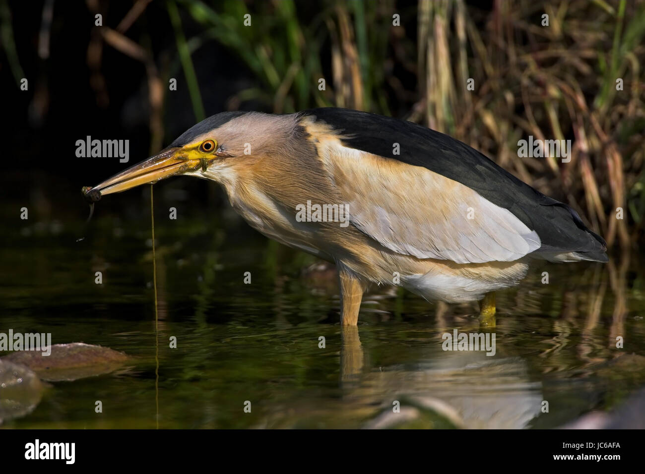 little bittern, common little bittern, Ixobrychus minutus, a wading ...