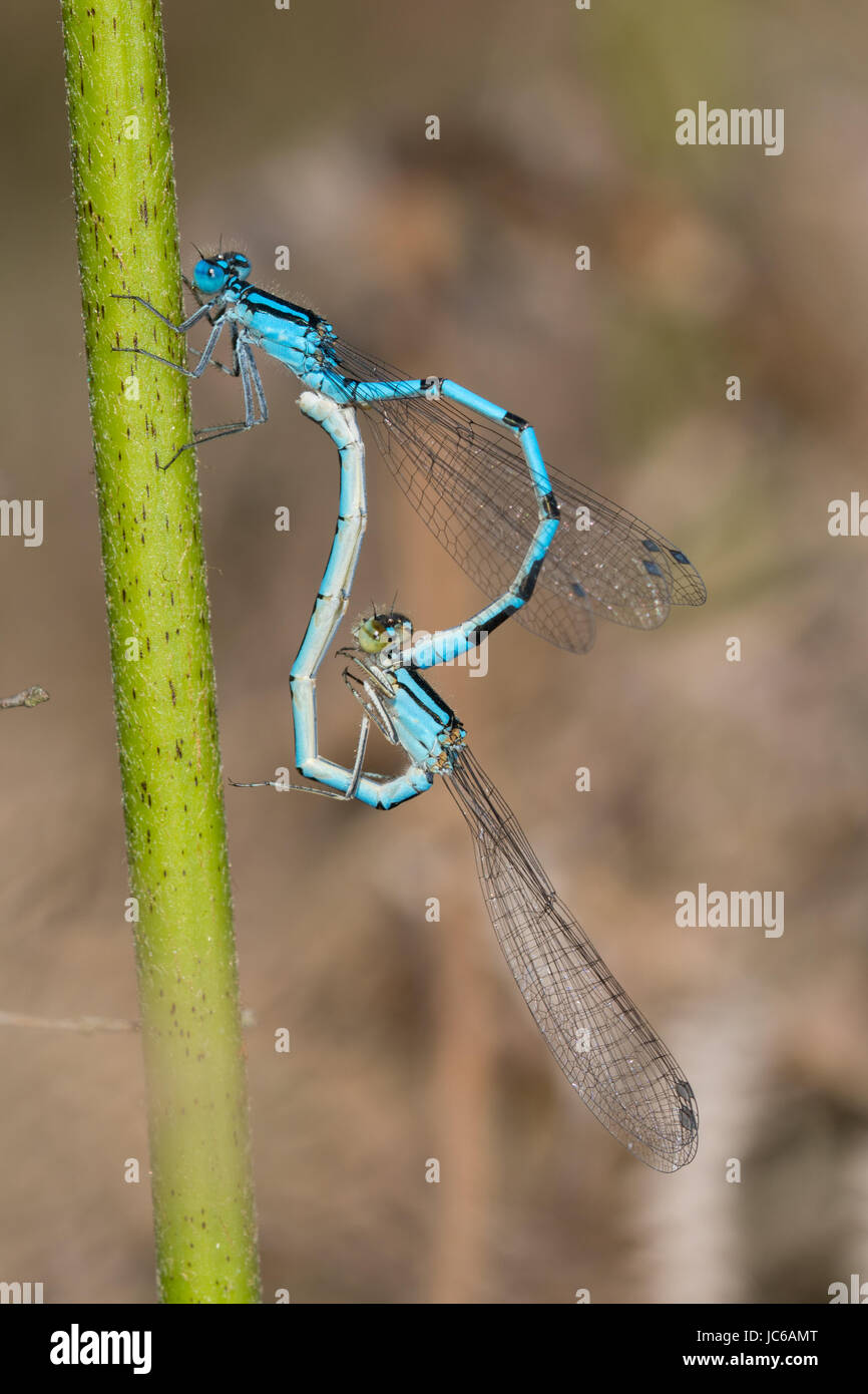 Pair of common blue damselflies (Enallagma cyathigerum) in tandem Stock ...
