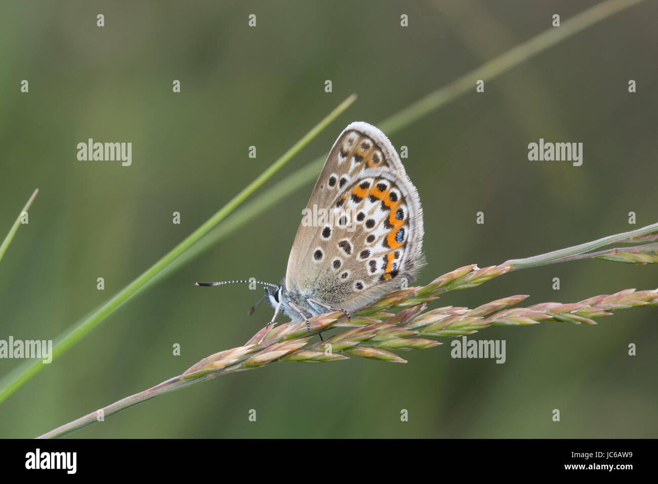 Female silver-studded blue butterfly (Plebejus argus Stock Photo - Alamy
