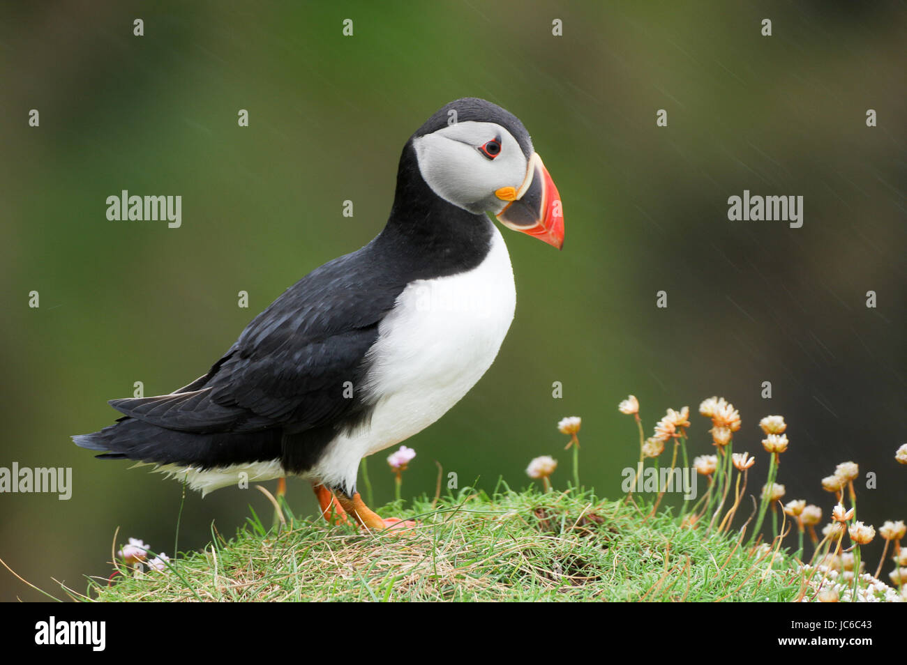 Atlantic puffin colony on Staffa - Isle of Mull, Scotland Stock Photo ...