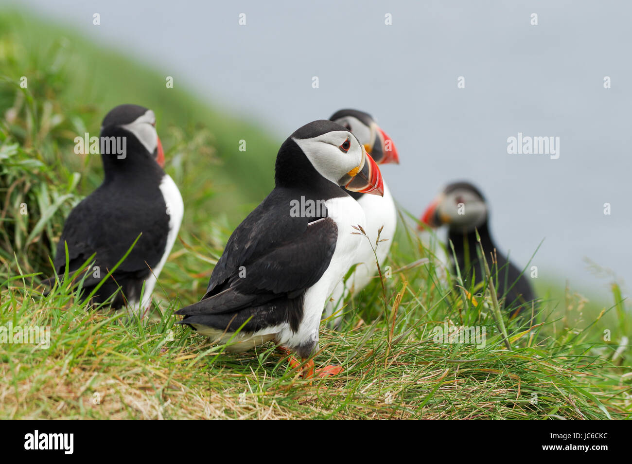 Atlantic puffin colony on Staffa - Isle of Mull, Scotland Stock Photo ...